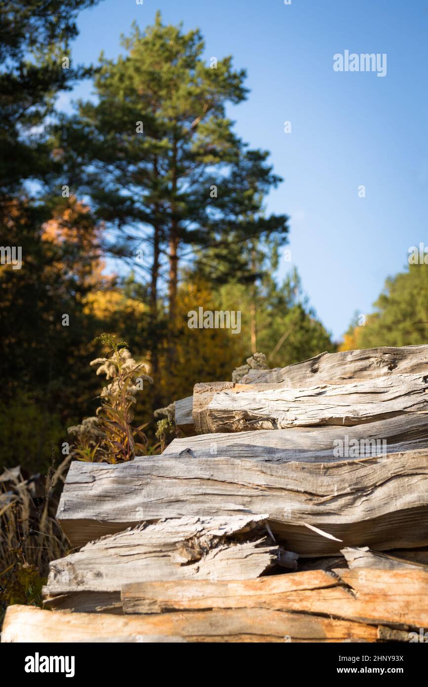 Forest pine and spruce trees. Log trunks pile, the logging timber wood ...