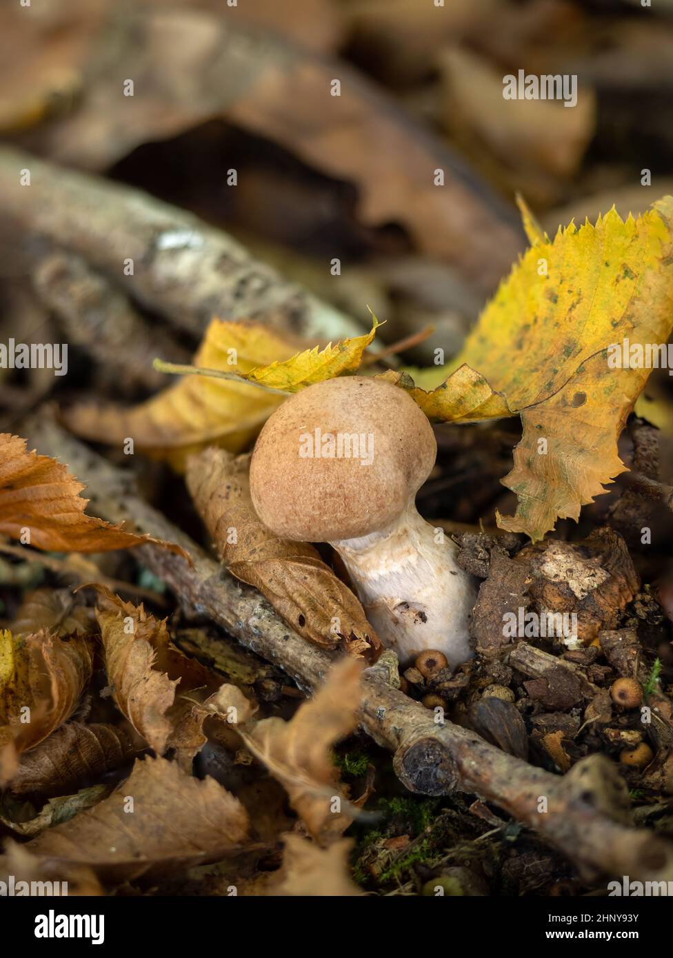 Red banded webcap hi-res stock photography and images - Alamy