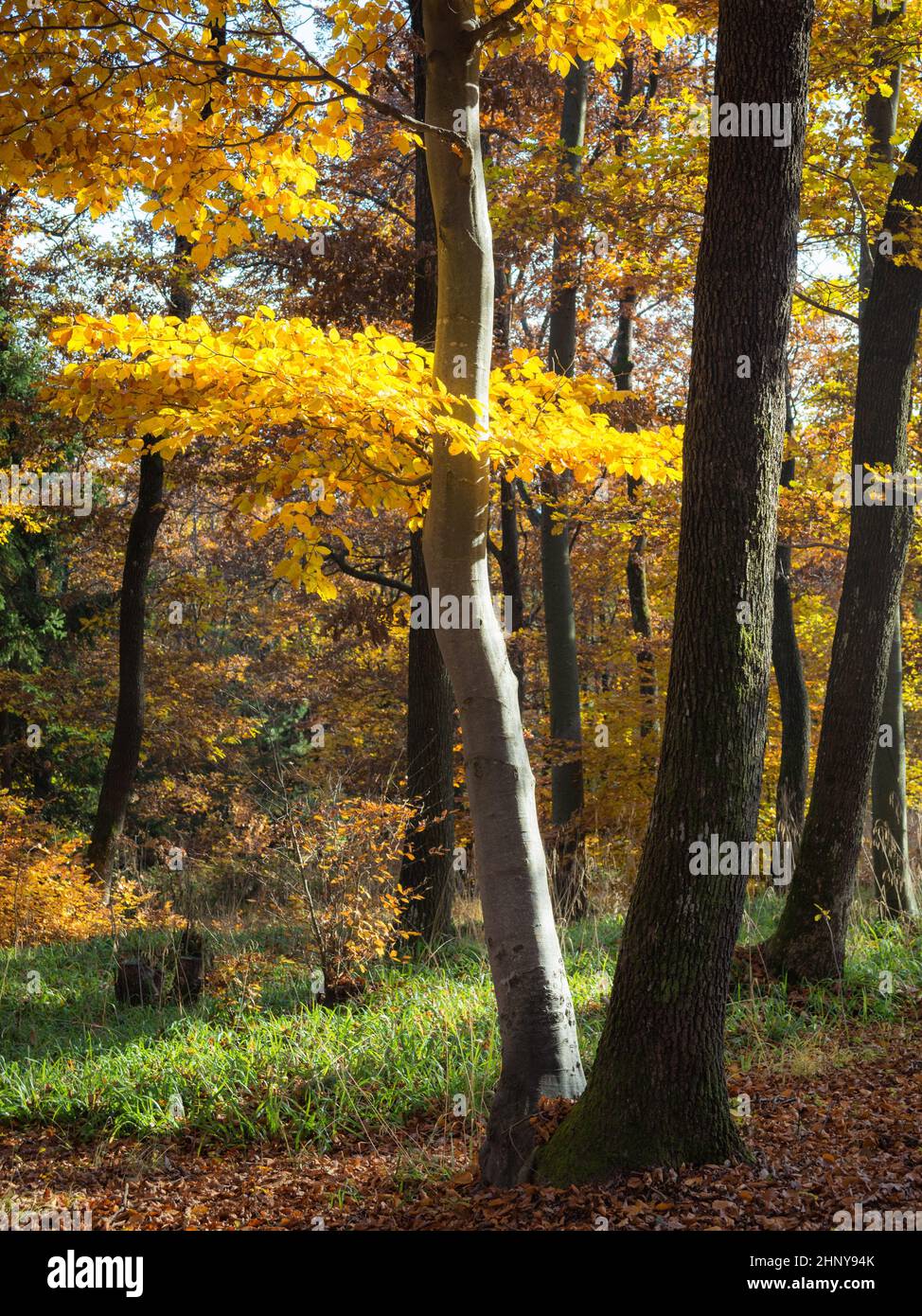 Golden Autumn forest landscape with big vibrant trees Stock Photo - Alamy