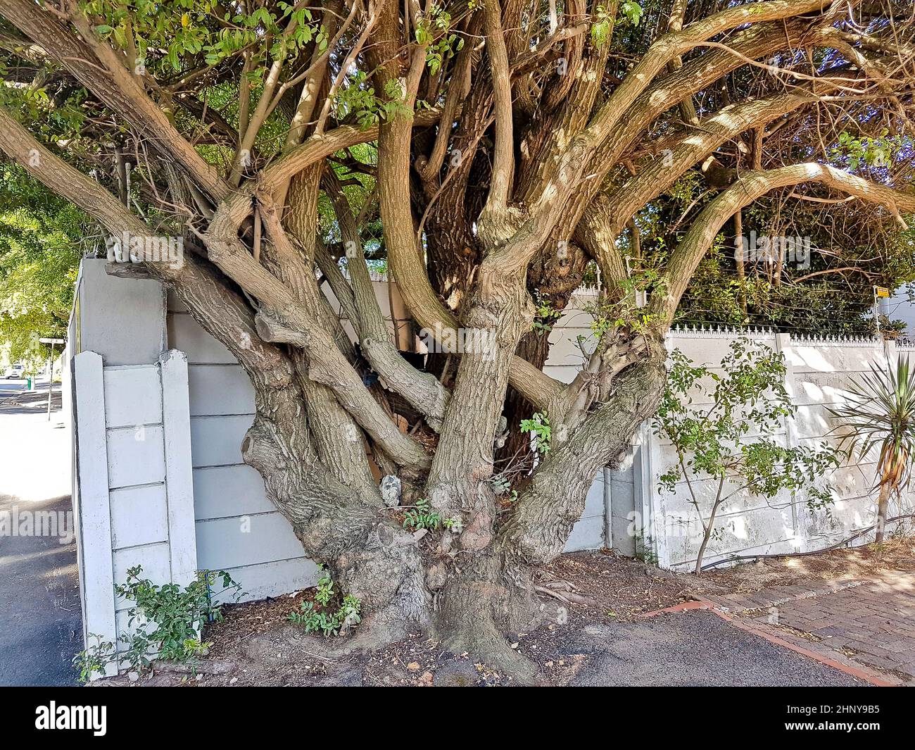 Multi stemmed trees hi-res stock photography and images - Alamy