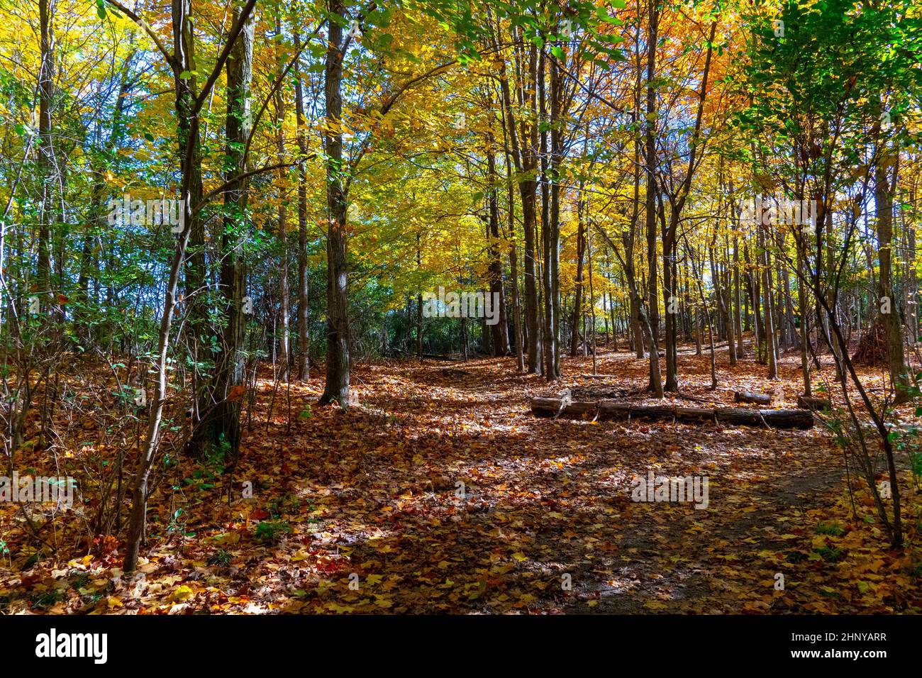 The magical colors of autumn maples turned the forest into a picture of ...
