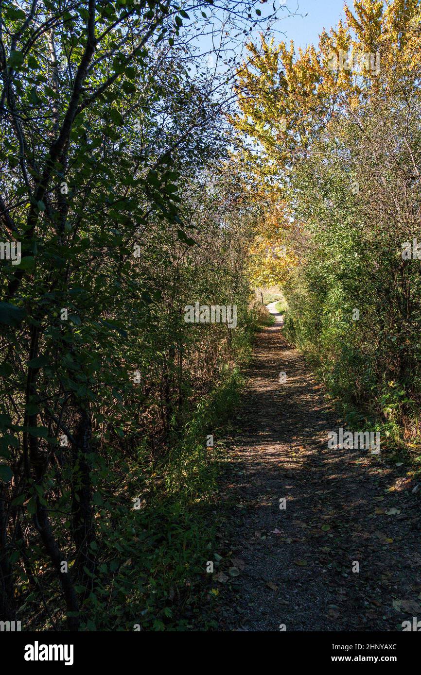 A path from a dark forest passes through dense bushes and out onto a ...