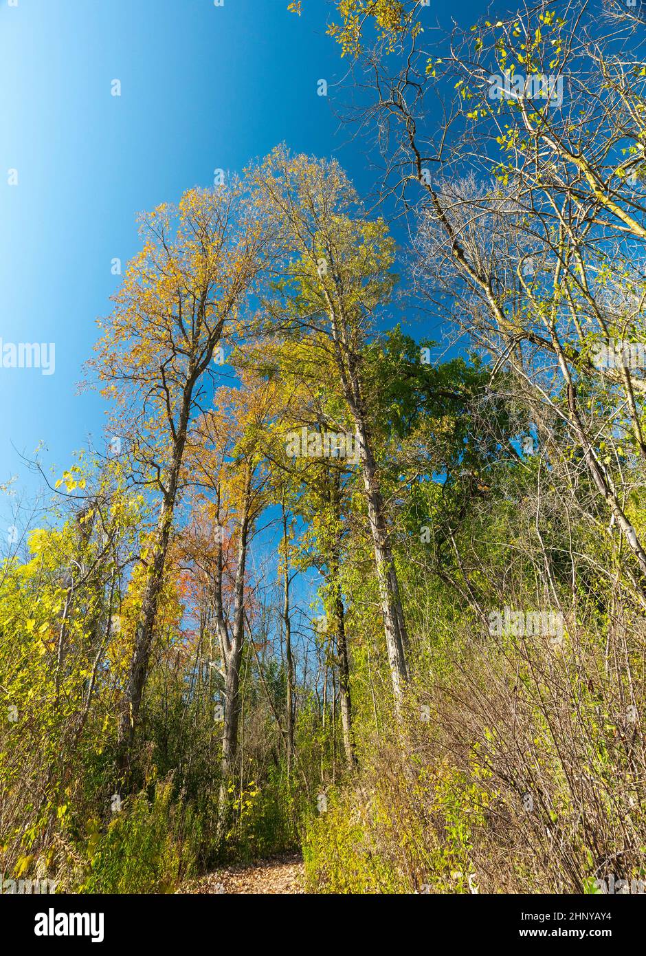 To each other, two tall trees bent their crowns over the path Stock ...