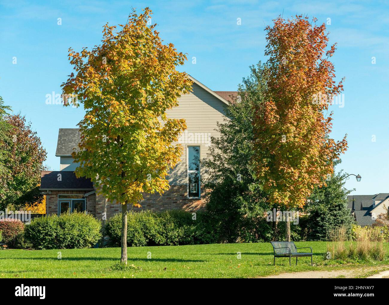 Two maples hi-res stock photography and images - Alamy
