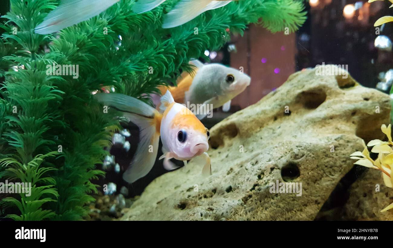 Goldfish in freshwater aquarium with green beautiful planted tropical ...