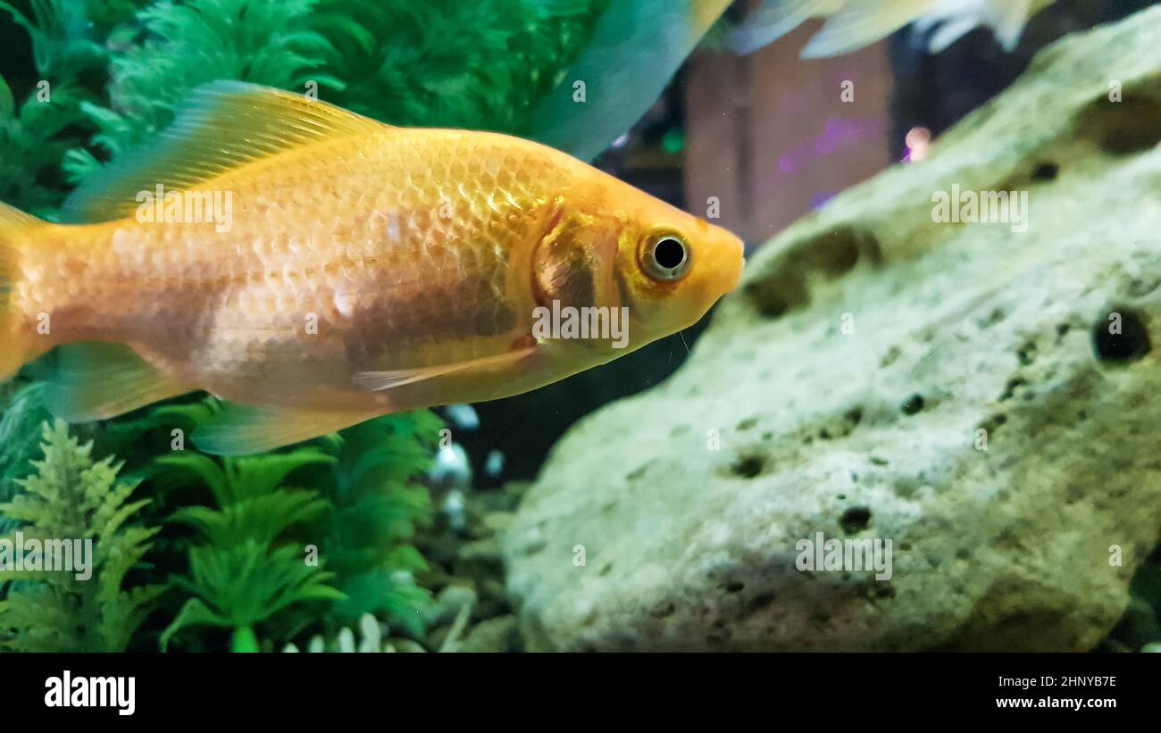 Goldfish in freshwater aquarium with green beautiful planted tropical ...