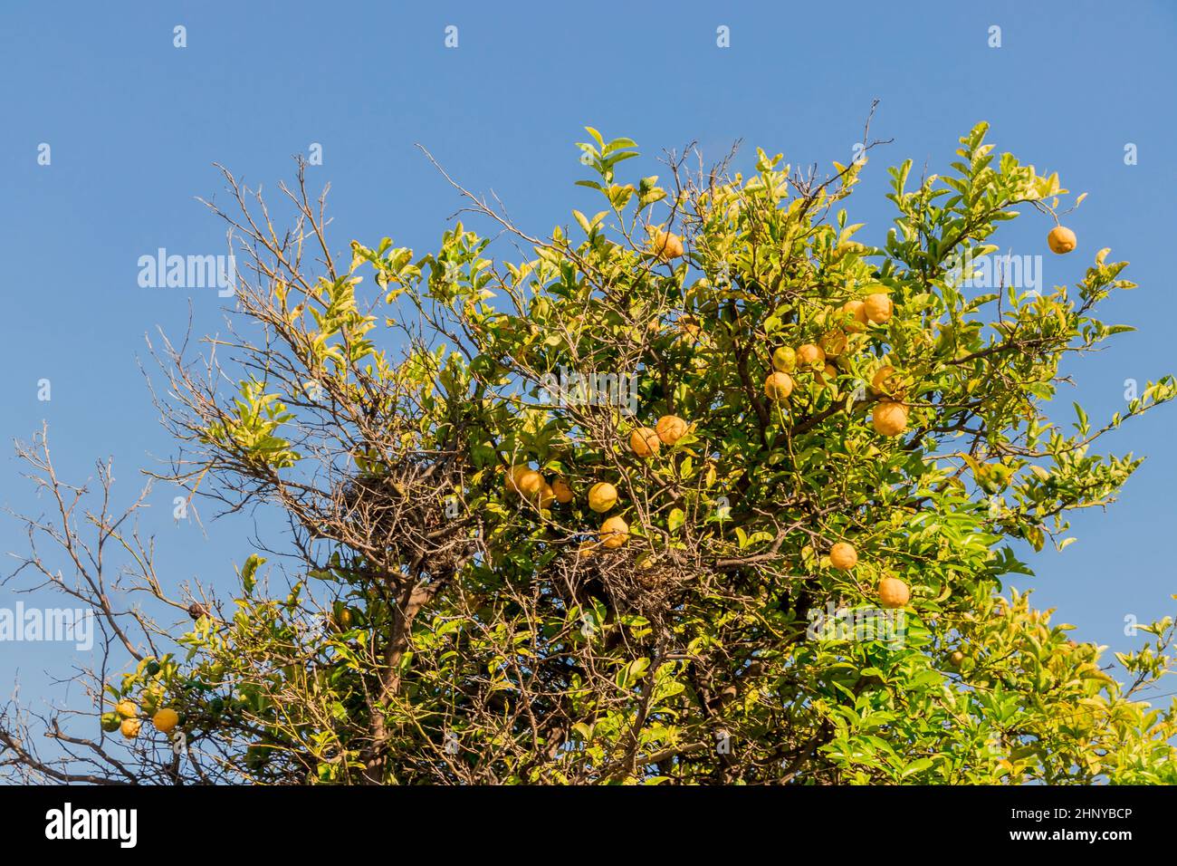 Lemon tree in the gardens of beautiful Cape Town, South Africa Stock ...