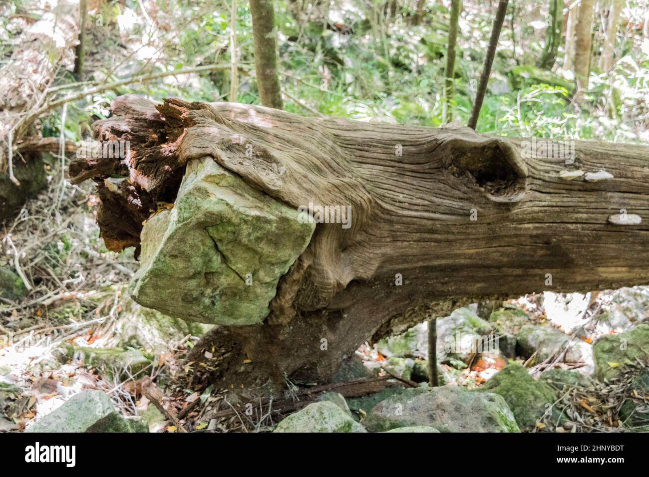 Tree eats stone, envelops rock and breaks after storm, kicks after ...
