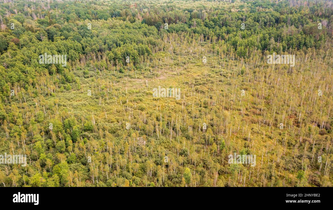 Top view of swampy tree stand with birch tree standing, Bialowieza ...