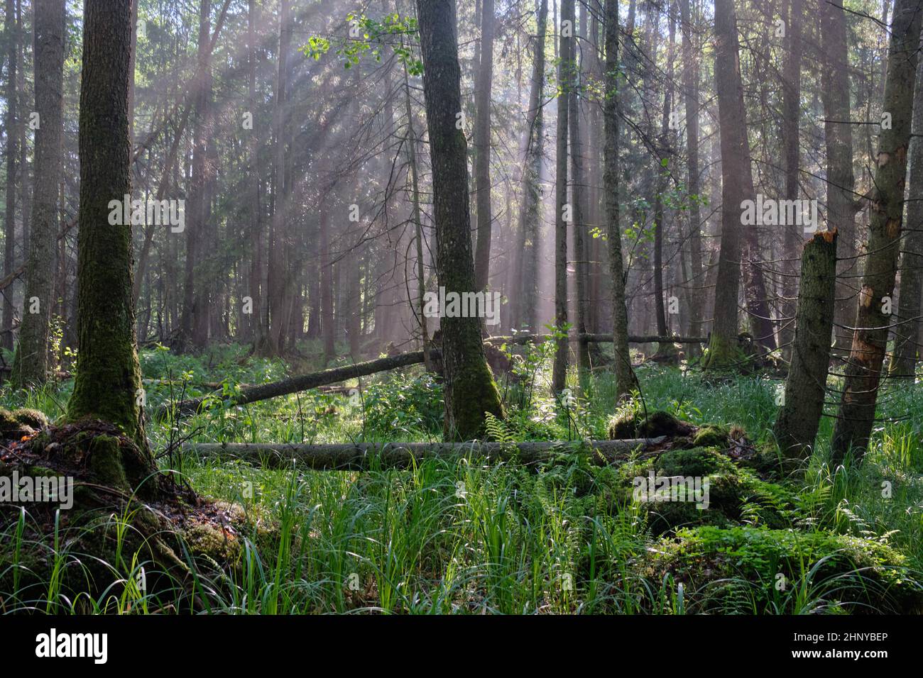 Sunbeam entering rich deciduous riparian stand in misty morning, just ...