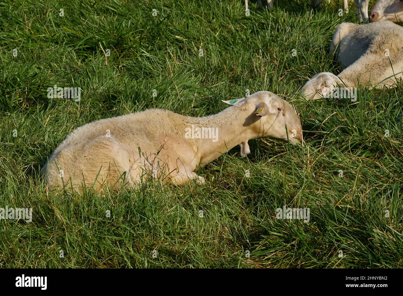 Herd of sheep grazing in a meadow in Aragon. Sunny summer day Stock ...