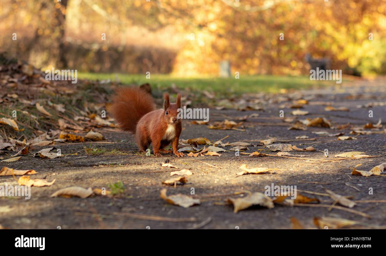 Red squirrel plays in the autumn park. Sciurus vulgaris Stock Photo - Alamy