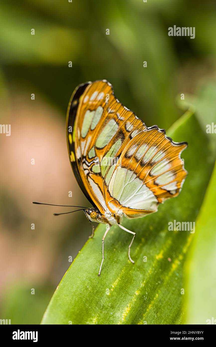 Monarch butterfly wings closed hi-res stock photography and images - Alamy
