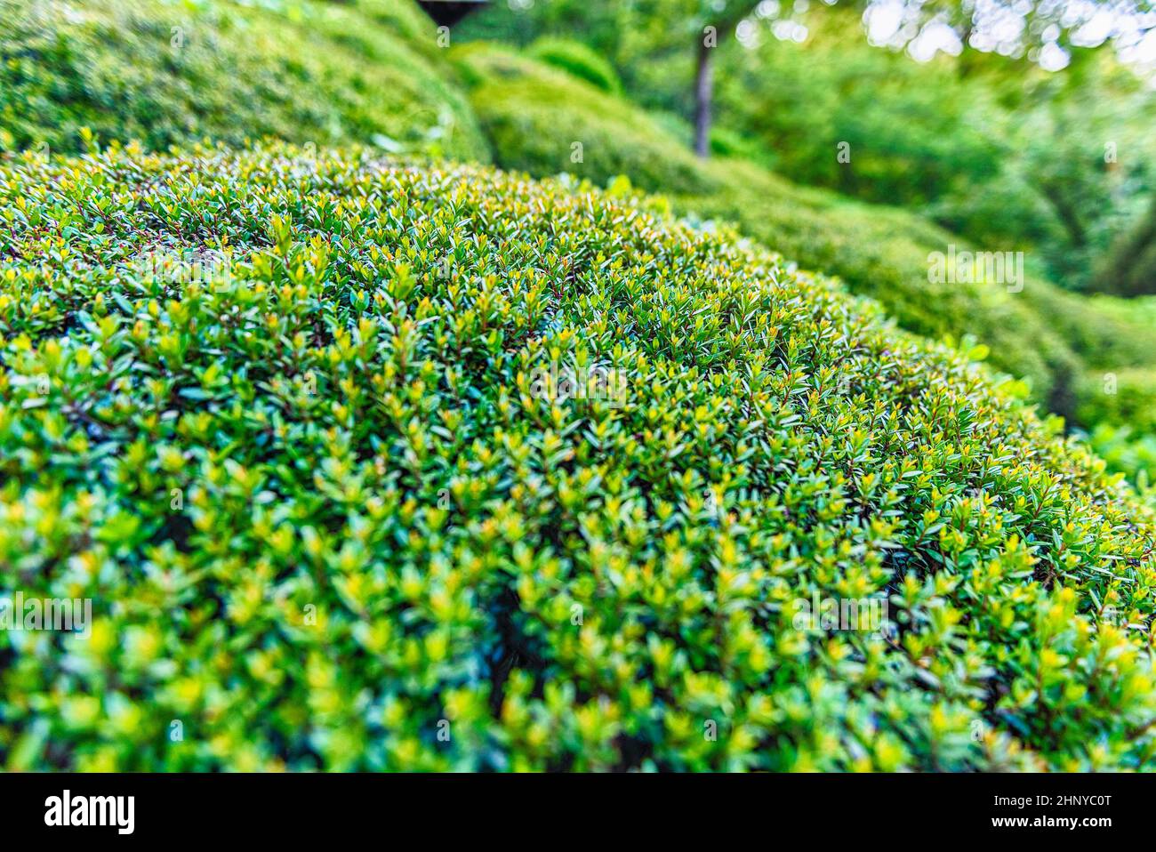 Round ornamental bushes with green foliage, with a beautiful selective ...