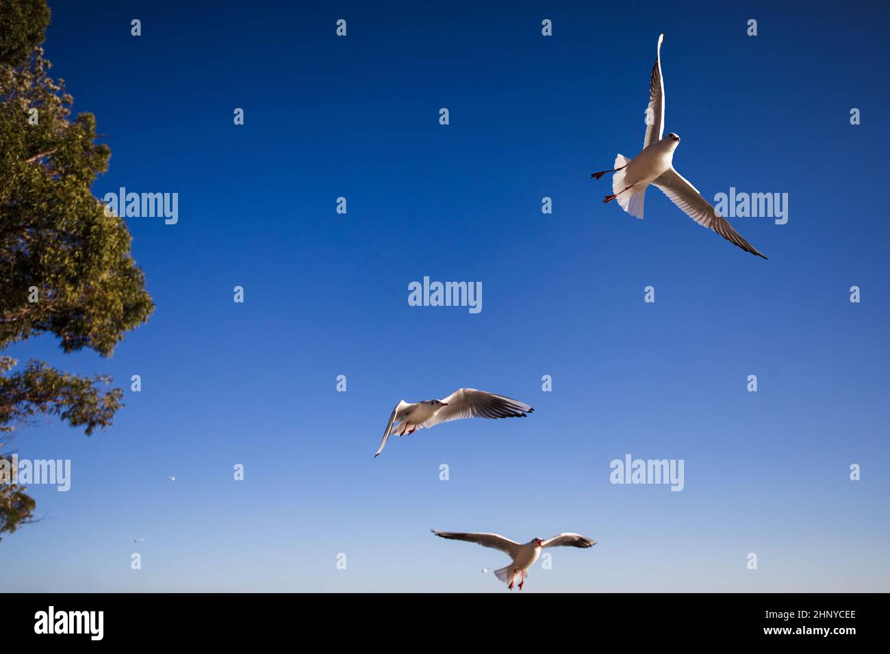 Three gulls in flight hi-res stock photography and images - Alamy