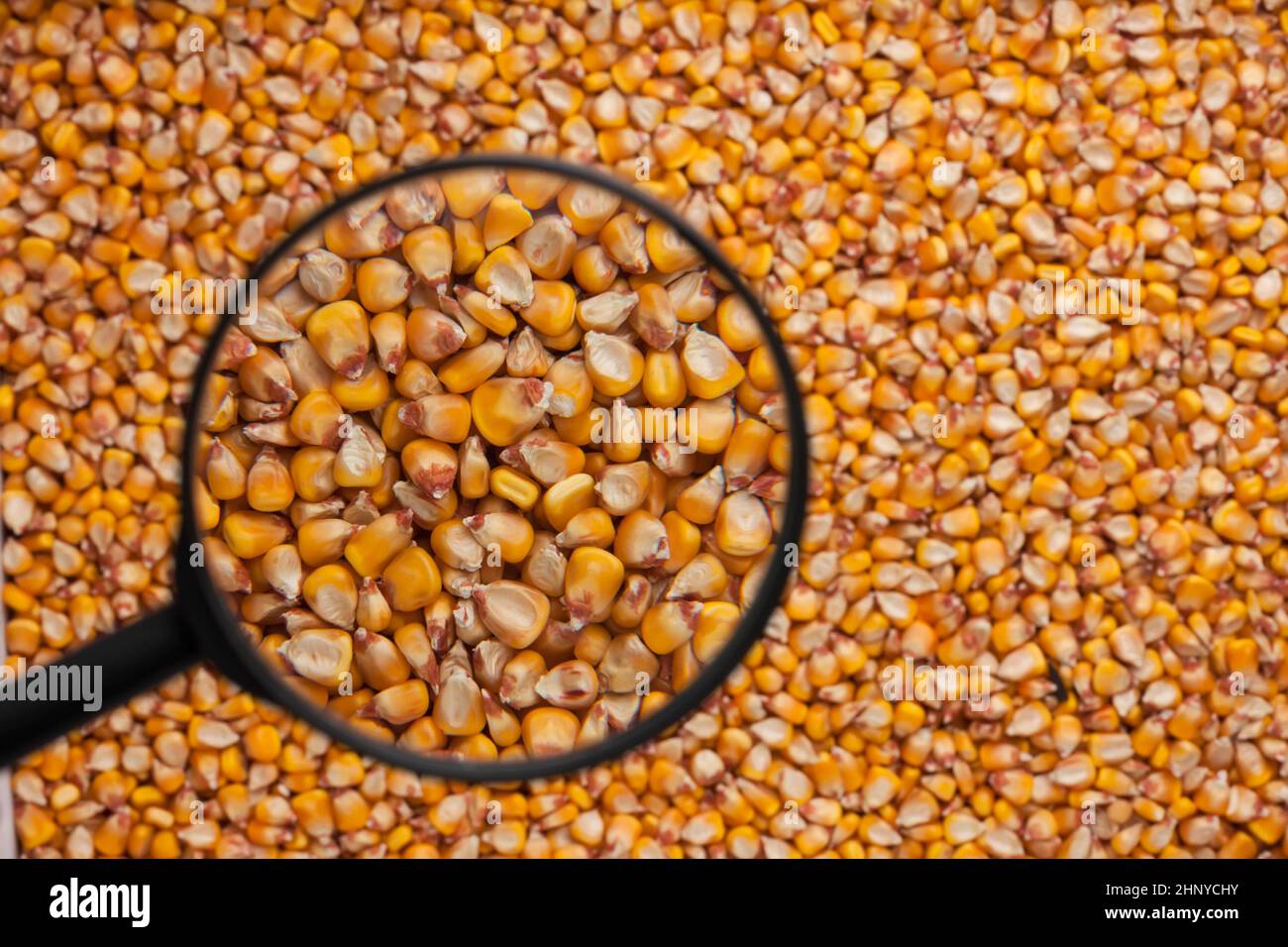 corn with a magnifying glass as the background Stock Photo - Alamy