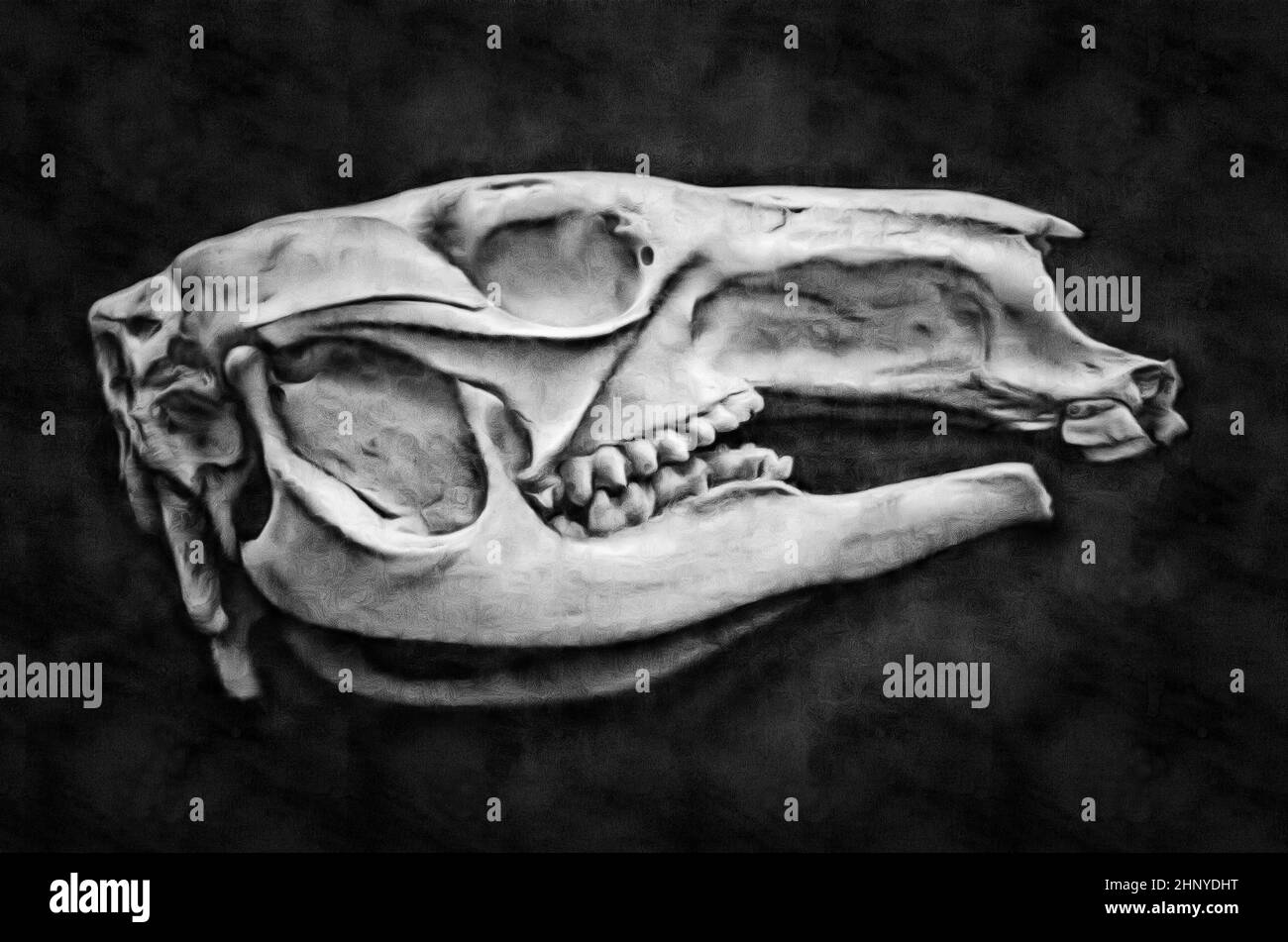 Kangaroo Canine Teeth