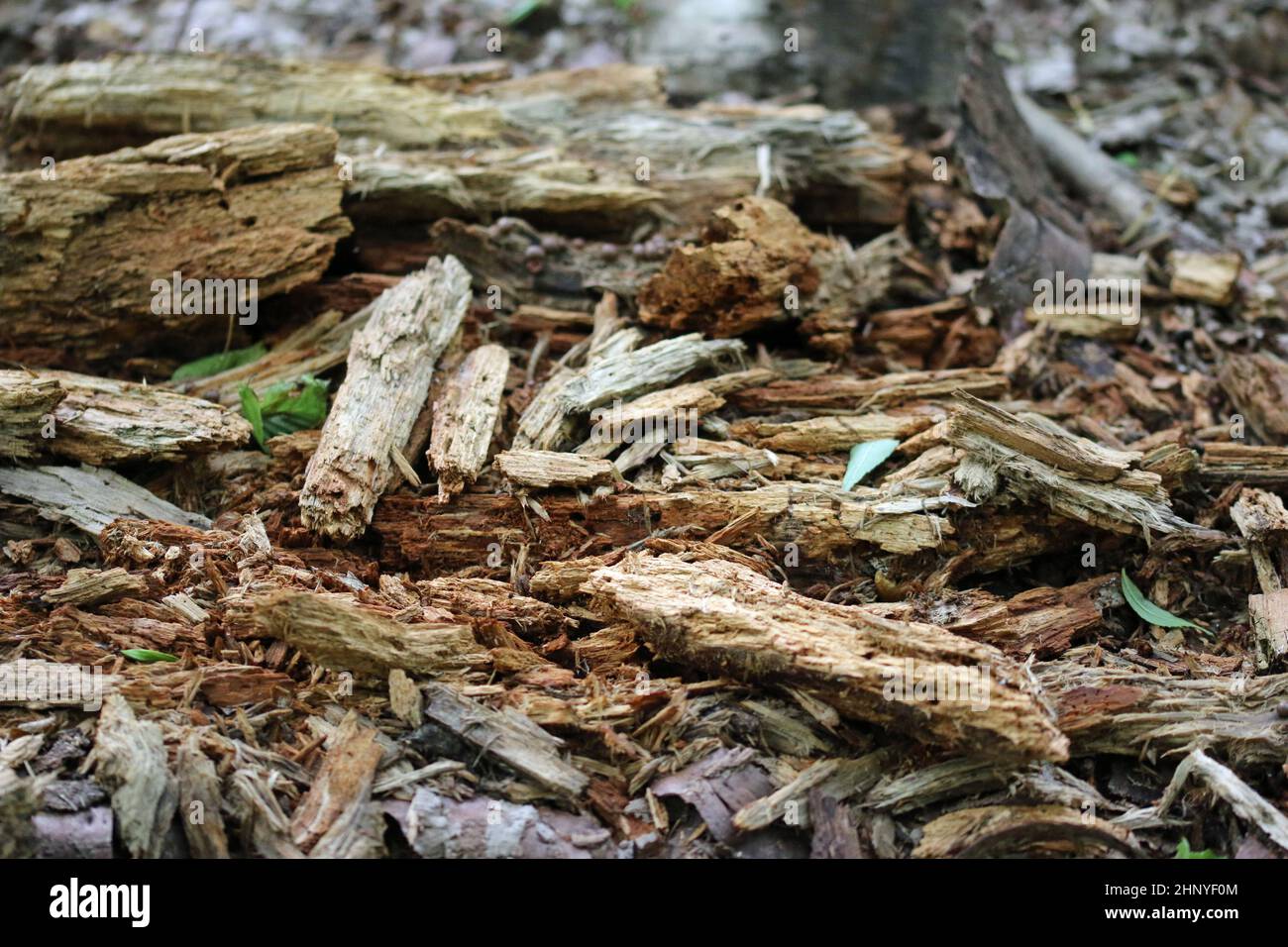 Remains of a dead tree trunk rotting and crumbling on a woodland floor ...