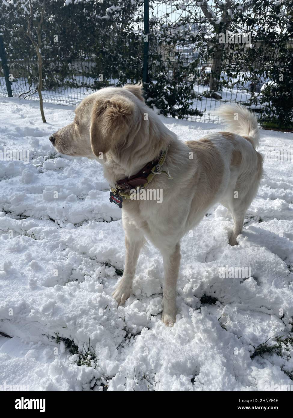 Beige dog with a collar on the snow in the park in the winter Stock ...