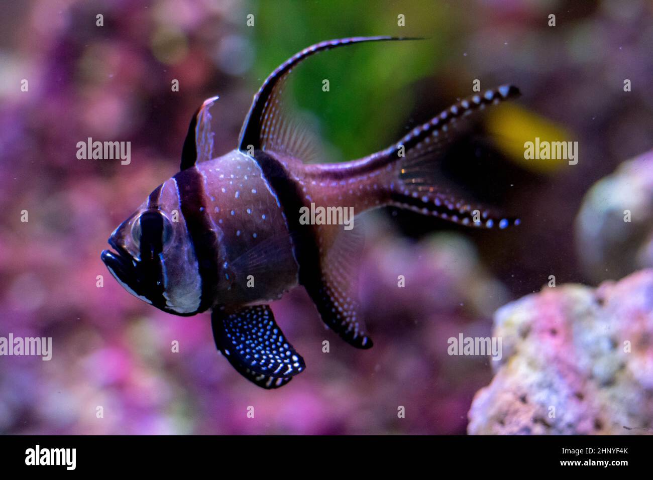 Small colorful fish underwater with bokeh focus background Stock Photo ...