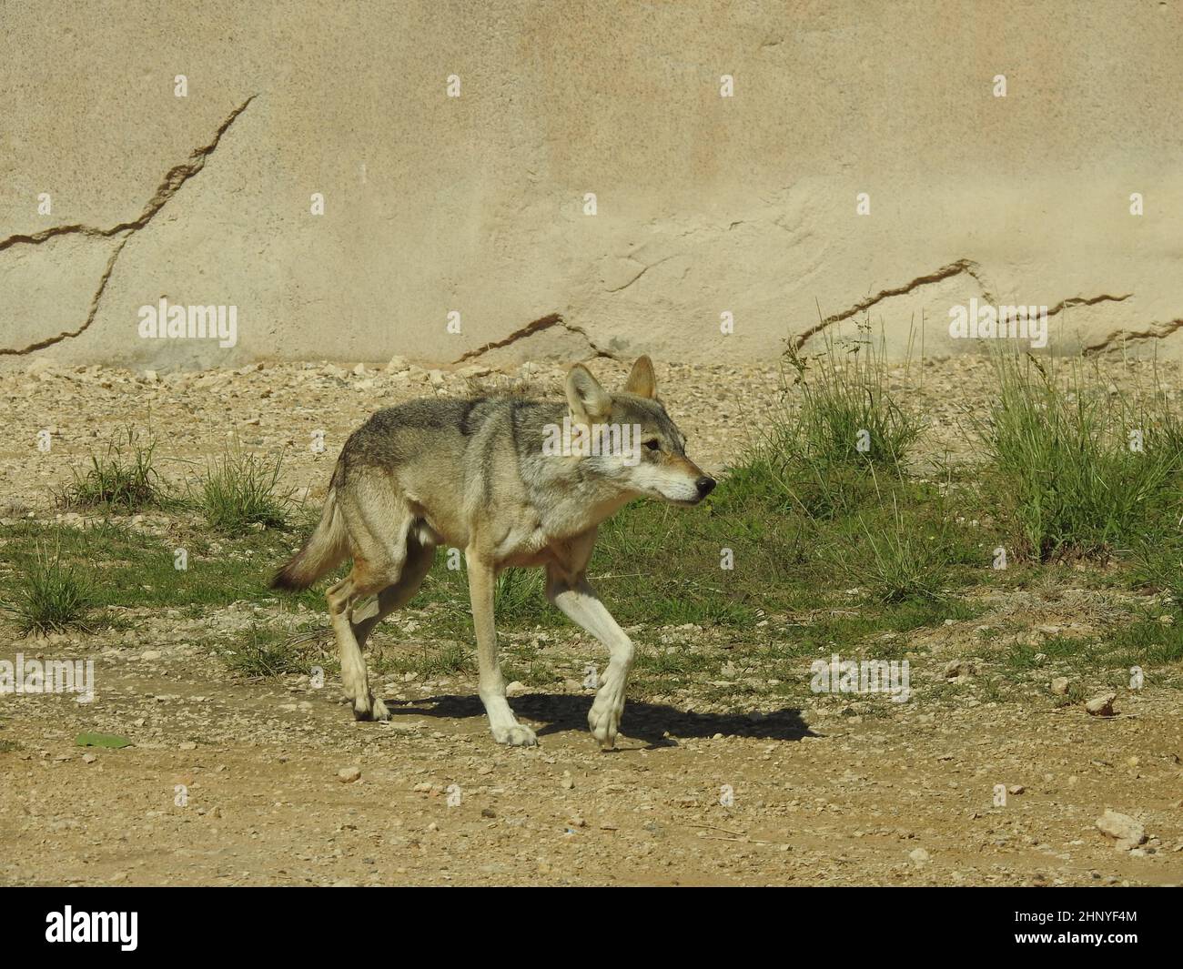 Shot of wild wolf walking in the animals park in a sunny day Stock ...