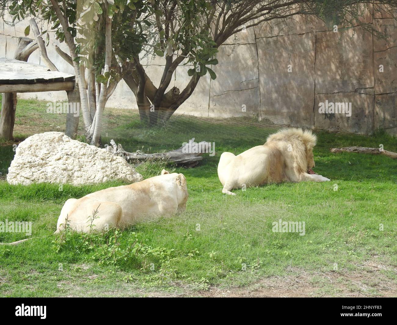 Beautiful wildlife shot of lion and its lioness sitting in its back ...