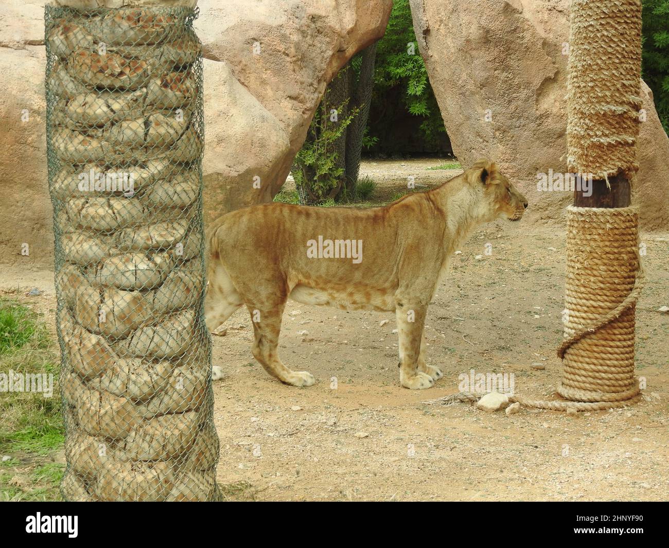 Shot of big wild lioness in the animals park Stock Photo - Alamy