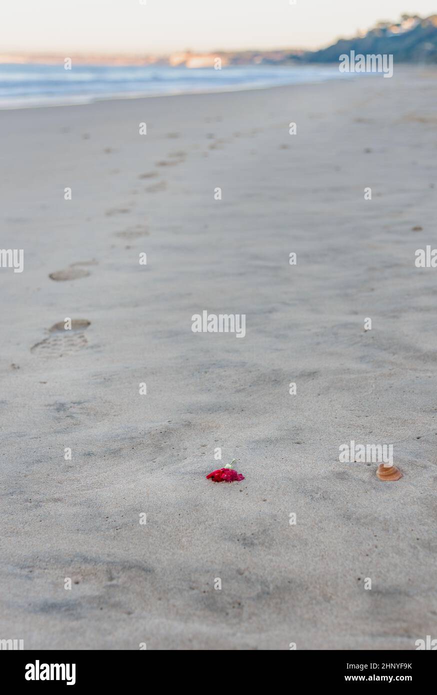 A vertical shot of footprints leading to an abandoned red Carnation ...