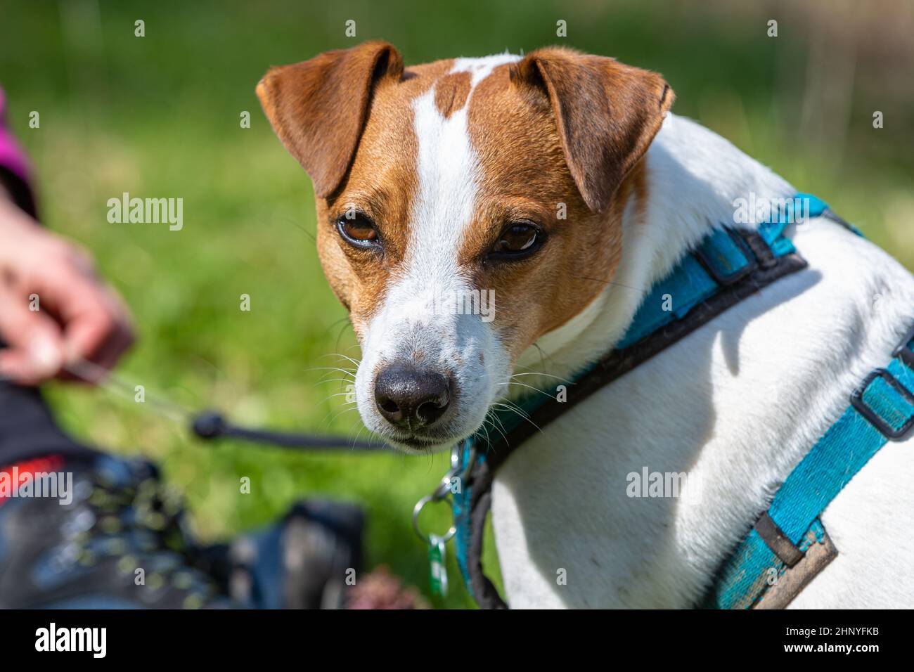 portrait of a cute jack russel terrier Stock Photo - Alamy