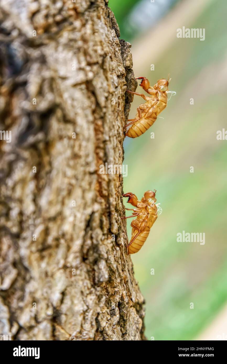 The cicada stains on trees in a nature background Stock Photo - Alamy