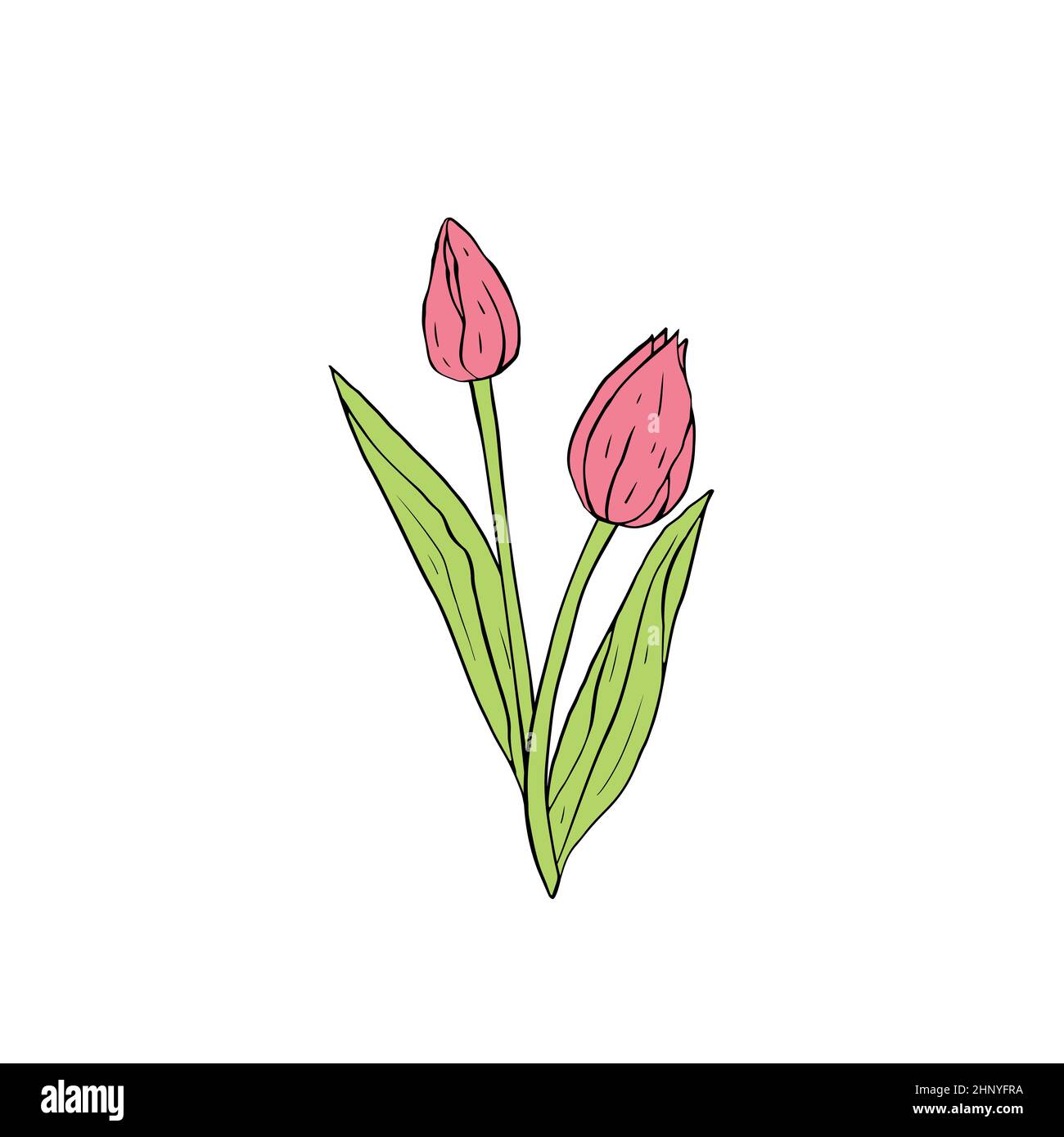 Pastel pink Line art tulips flowers bouquet isolated on white Stock ...