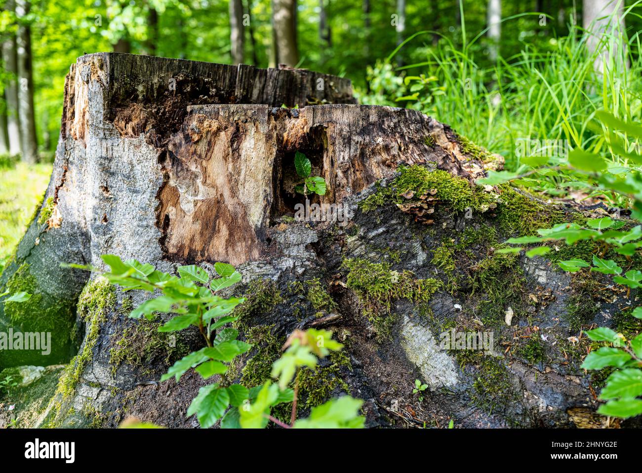 Old rotten tree stump hi-res stock photography and images - Alamy