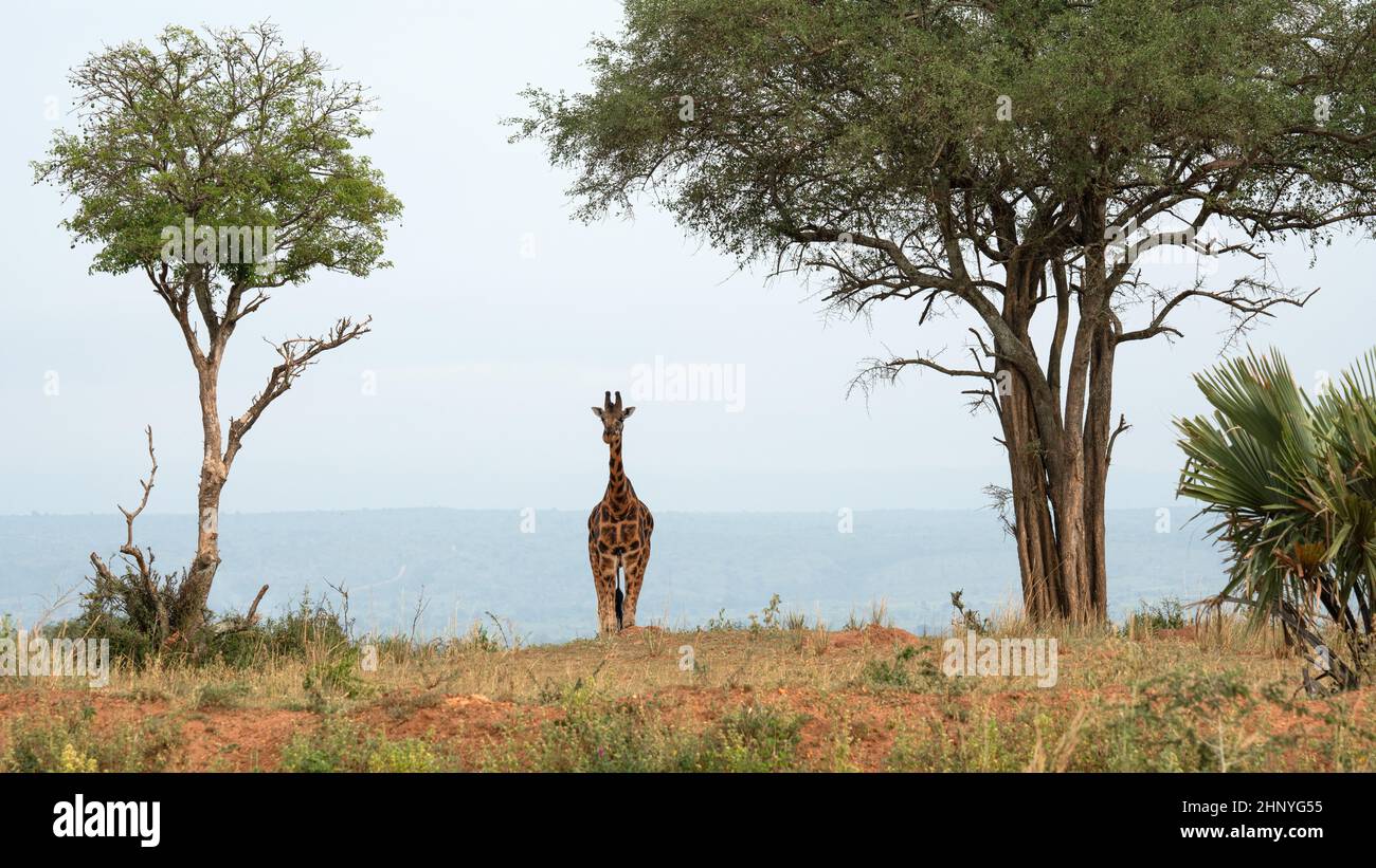 Baringo Giraffe (Giraffa camelopardalis), Murchison Falls National Park ...