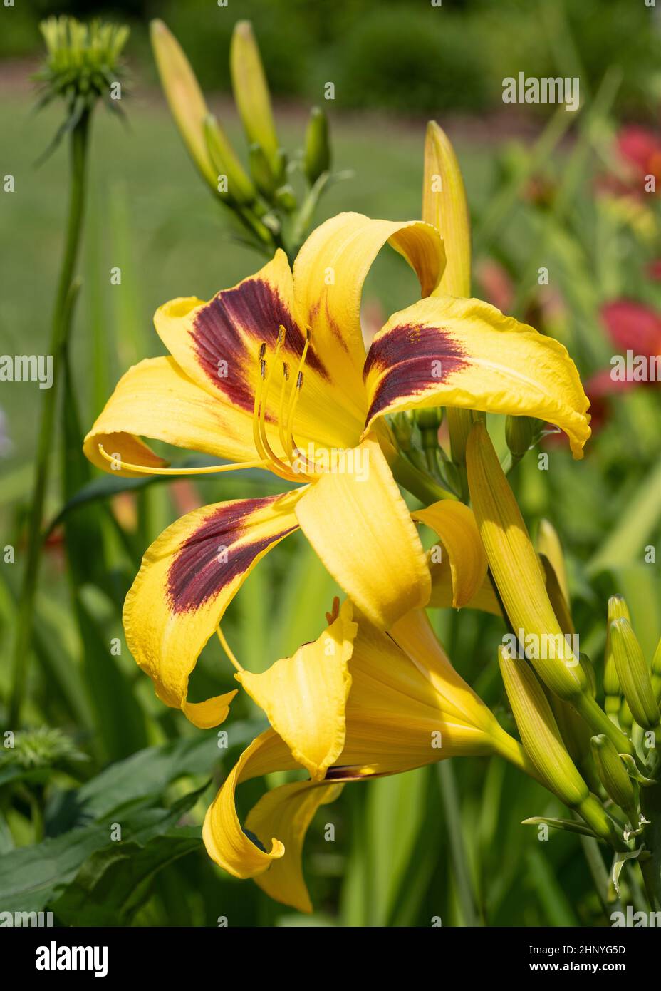 Day lily (Hemerocallis), close up of the flower head Stock Photo - Alamy