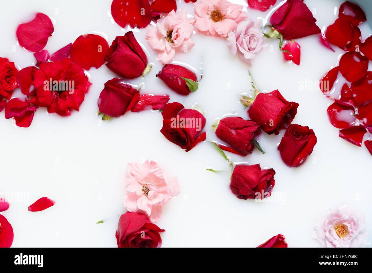 Beautiful red and pink roses in a milk bath. Concept of spa treatments ...