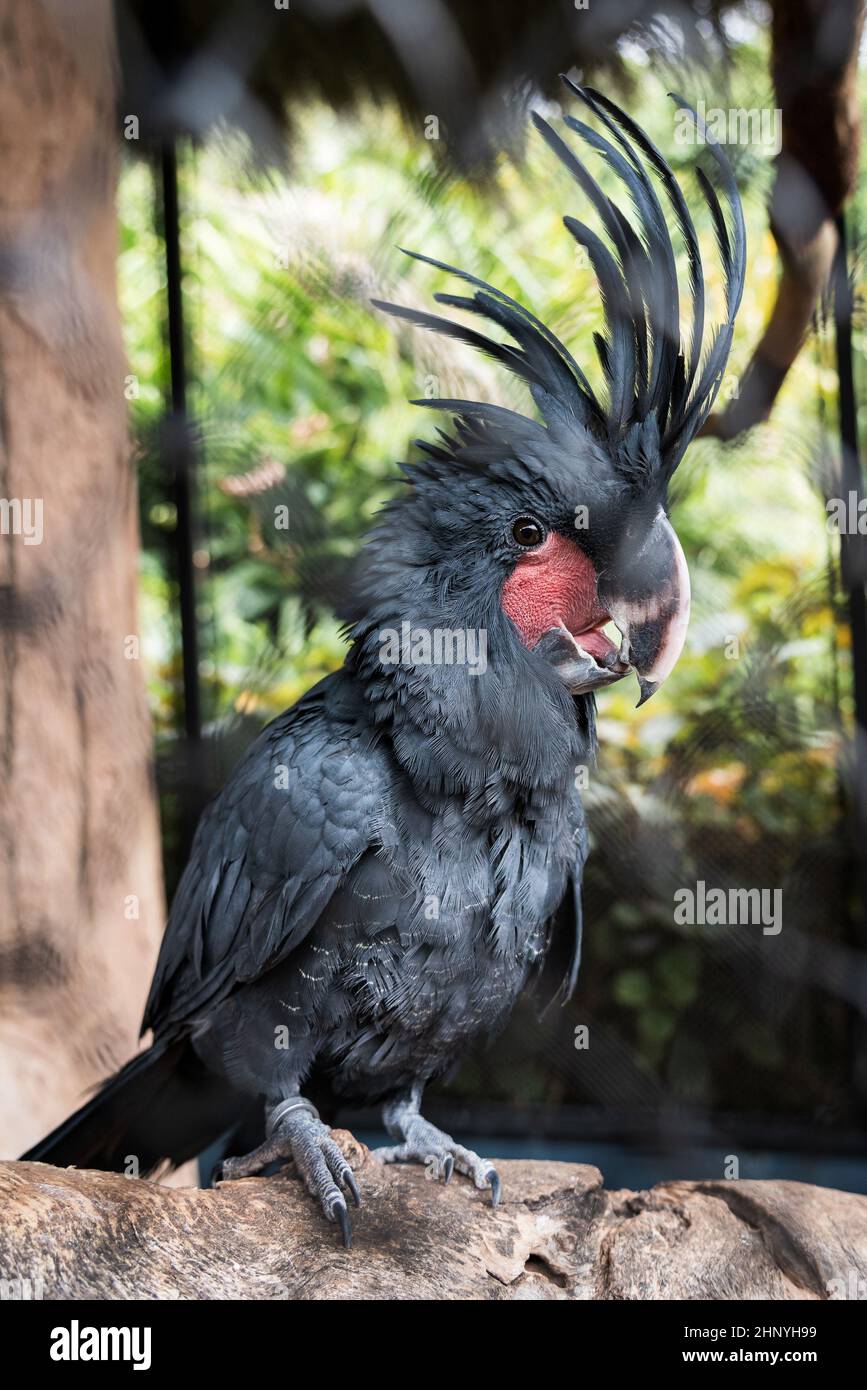 Chick of Palm cockatoo in a cage Stock Photo - Alamy