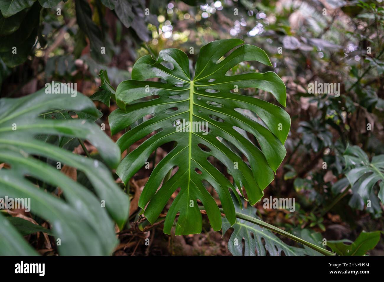 Giant green leaf of Monstera deliciosa, close-up Stock Photo - Alamy