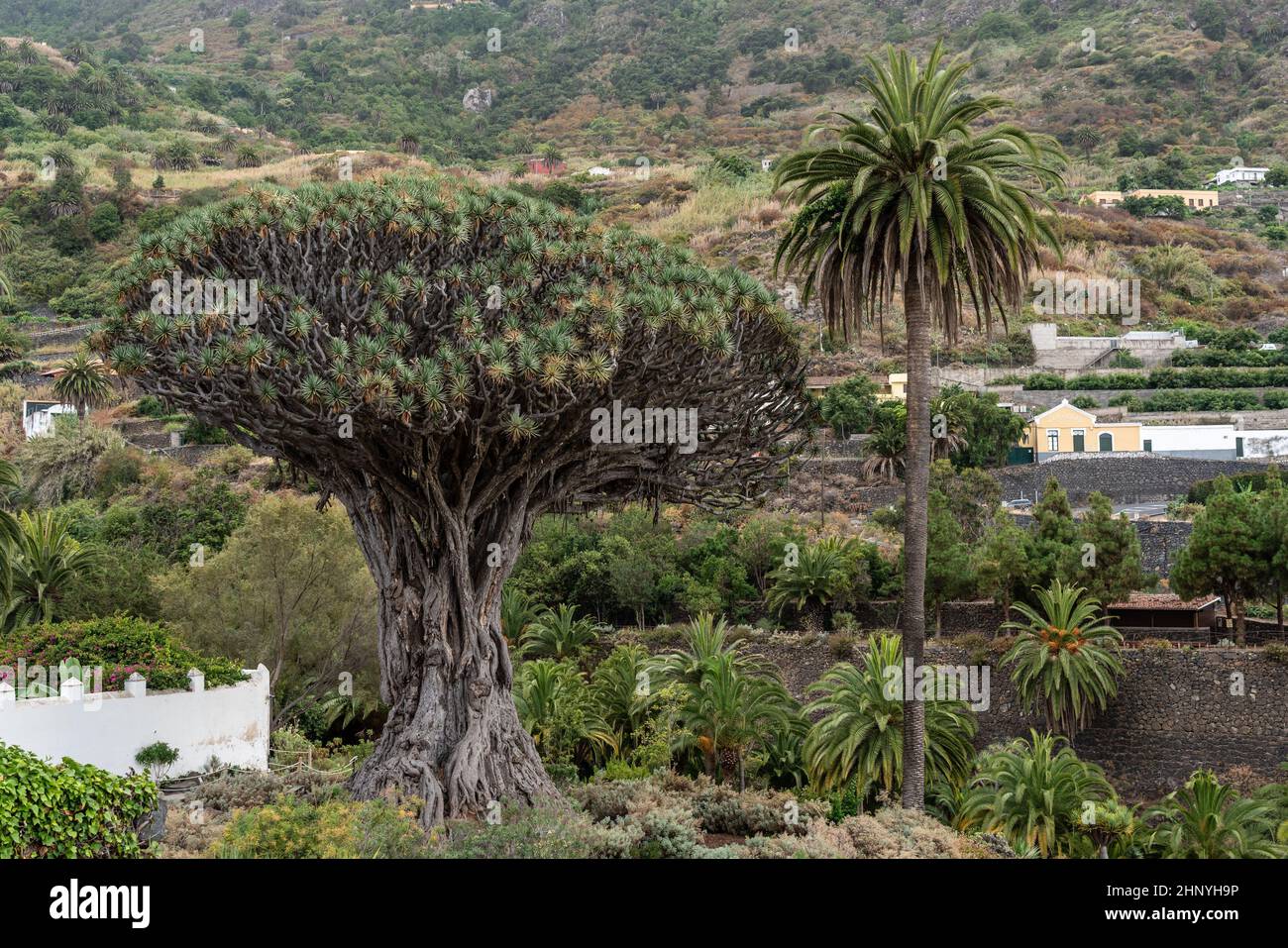 Famous Drago Tree (El Drago Milenario) - Icod de los Vinos, Tenerife ...