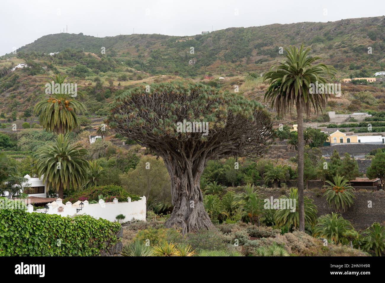 Famous Drago Tree (El Drago Milenario) - Icod de los Vinos, Tenerife ...