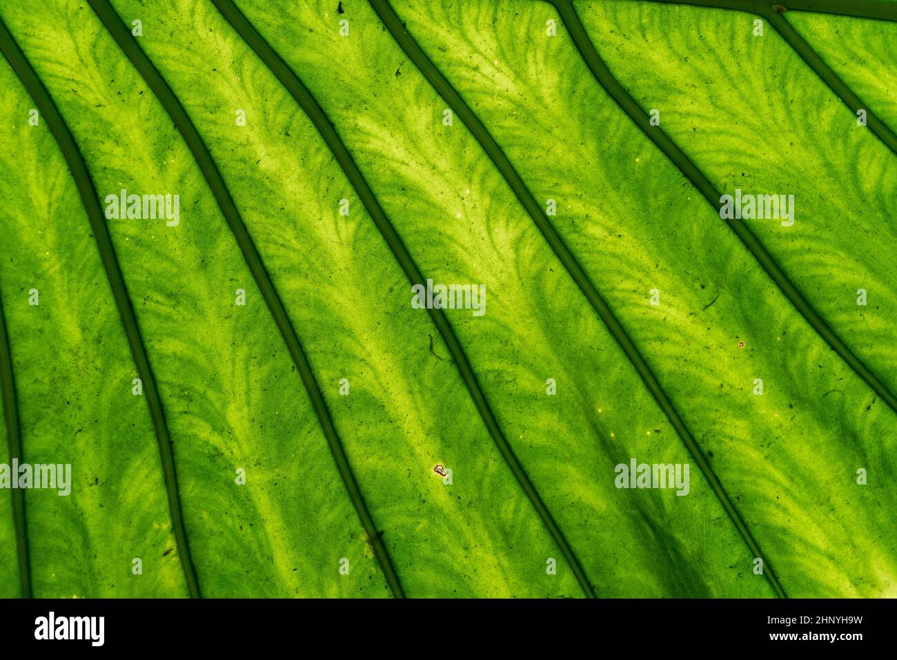 Close-up of the structure of a large green leaf. Background Stock Photo ...