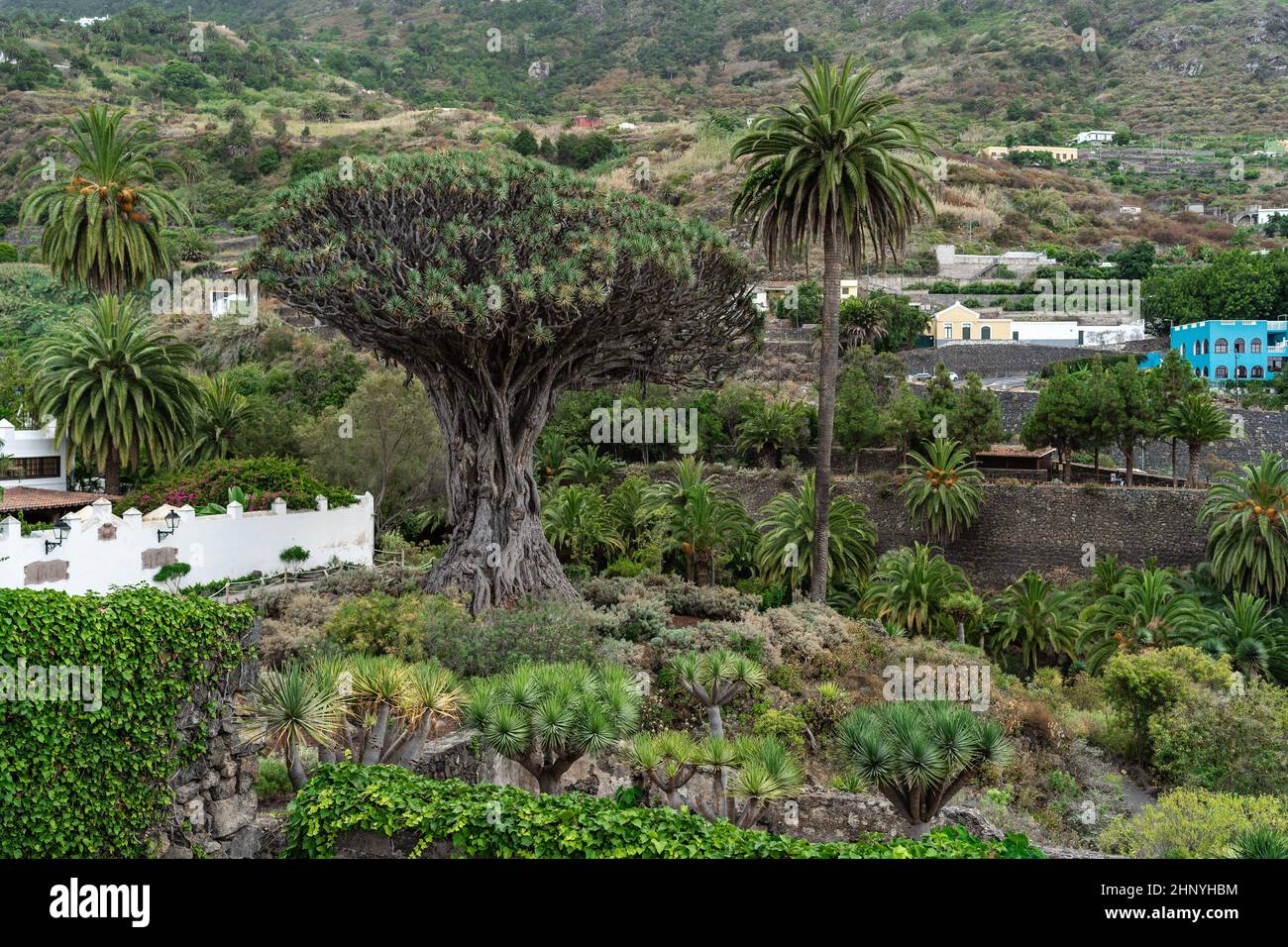 Famous Drago Tree (El Drago Milenario) - Icod de los Vinos, Tenerife ...