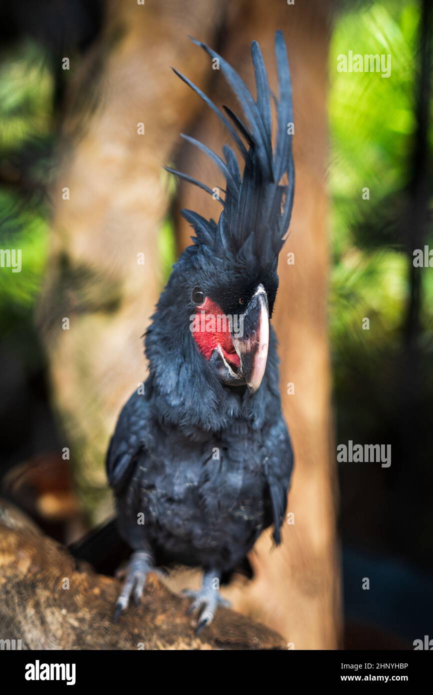 Chick of Palm cockatoo in a cage Stock Photo - Alamy