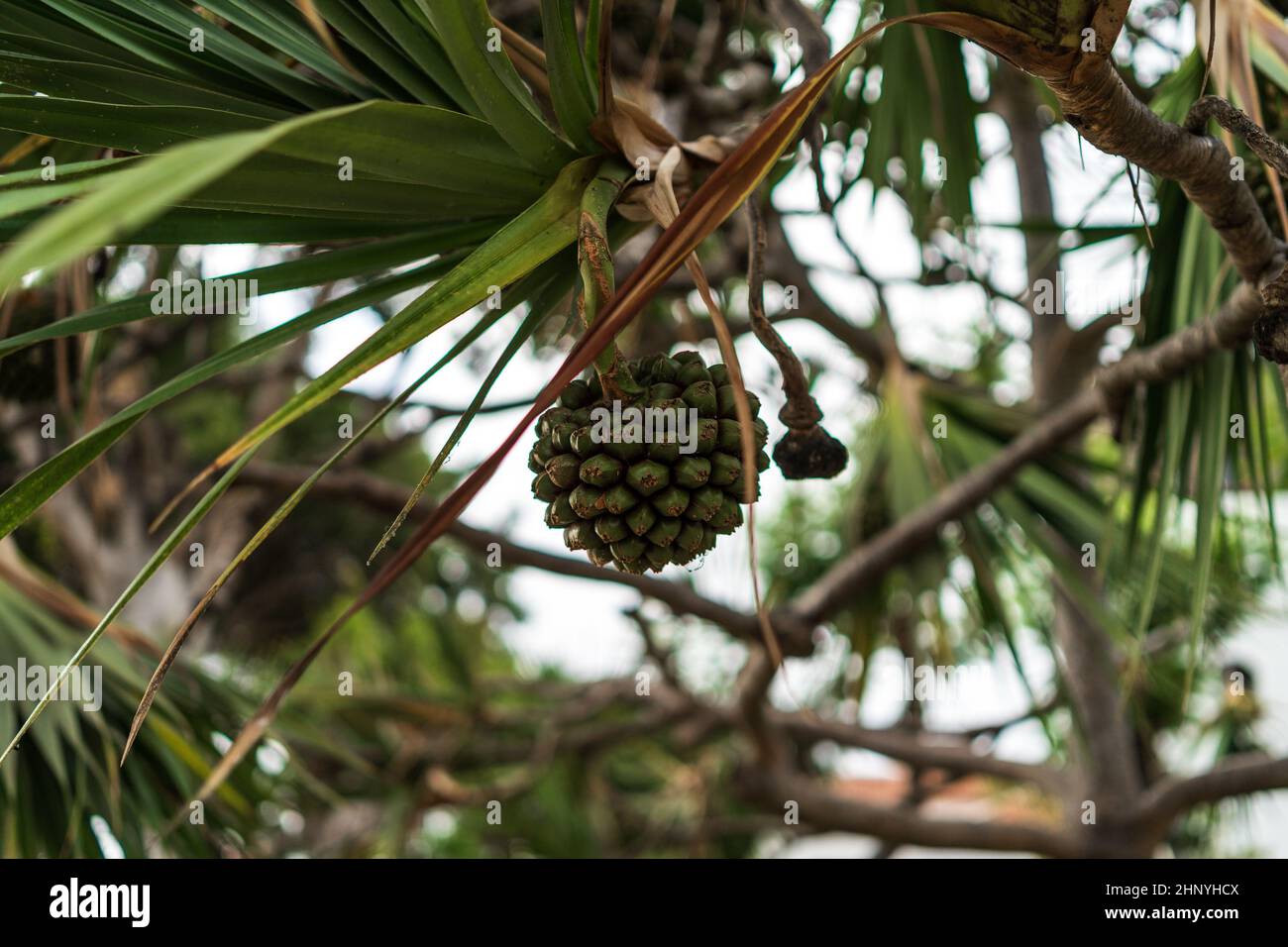 The green fruit of Pandanus utilis (common screwpine Stock Photo - Alamy