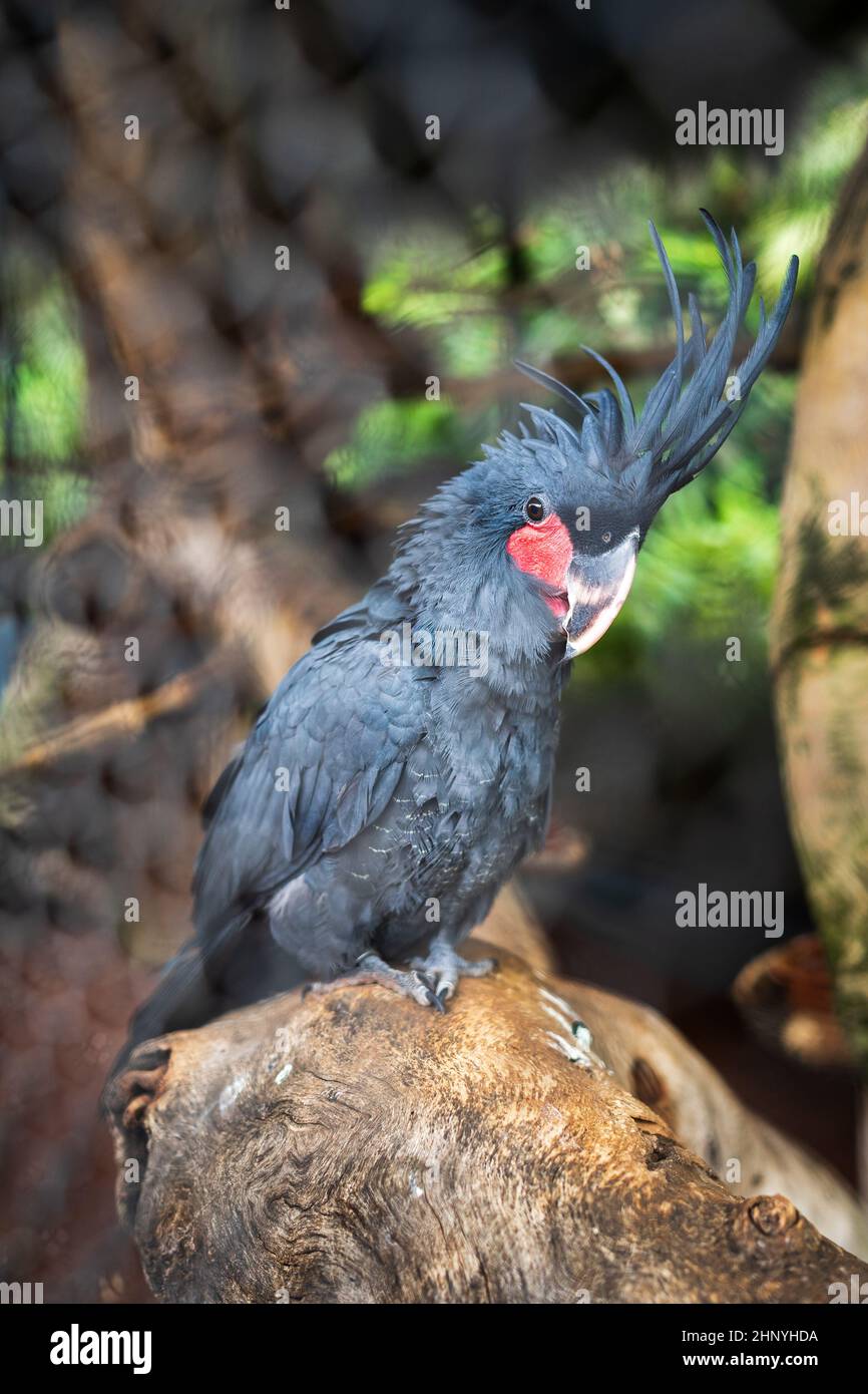 Chick of Palm cockatoo in a cage Stock Photo - Alamy
