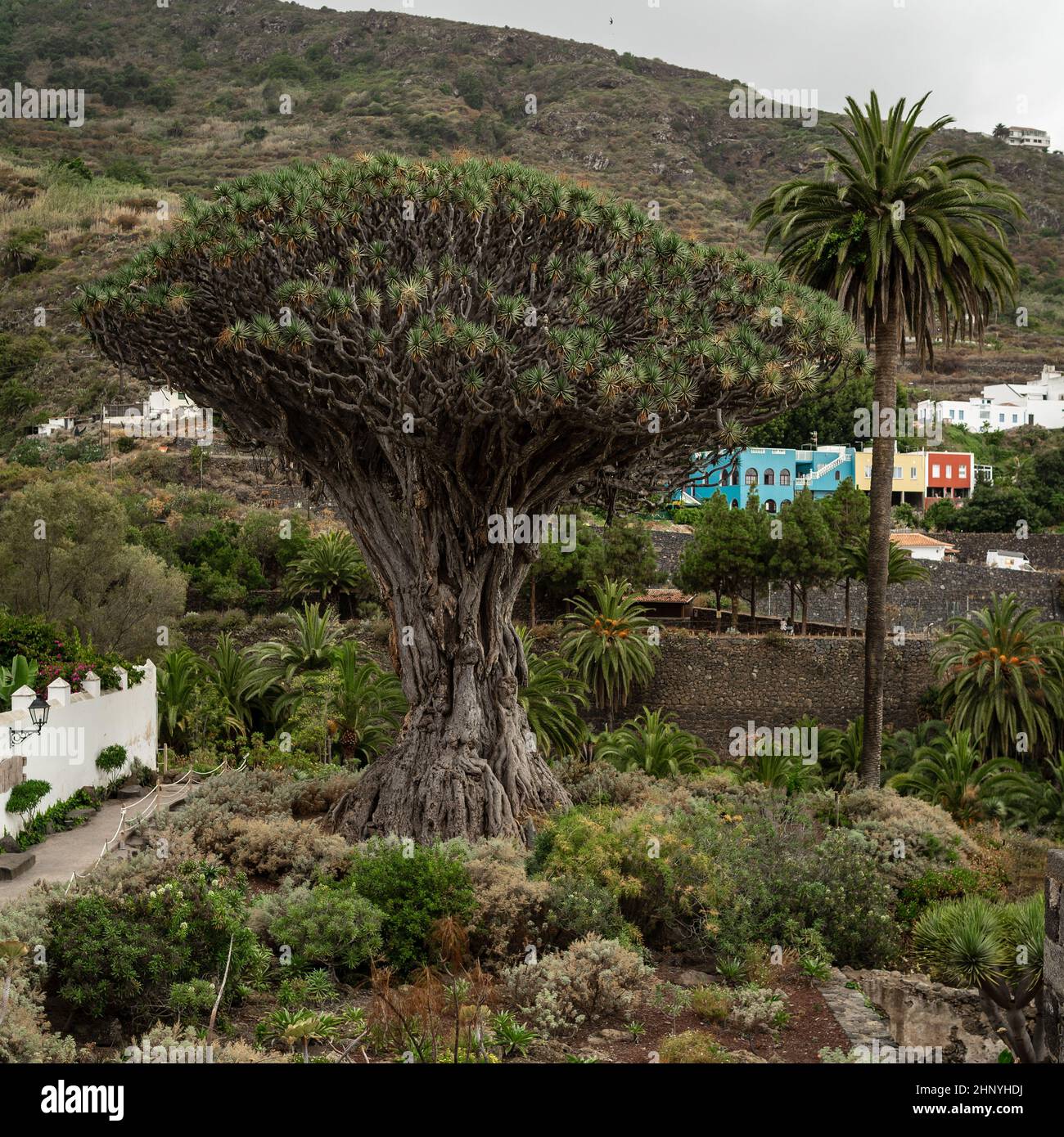 Famous Drago Tree (El Drago Milenario) - Icod de los Vinos, Tenerife ...