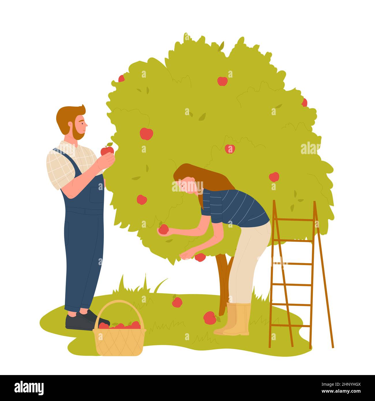 Farmers couple picking off tree natural apples. Harvesting season of ...