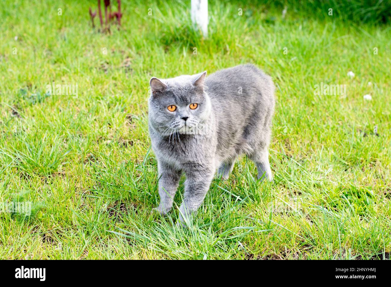 Scottish blue cat on the grass, pet kittens theme Stock Photo - Alamy