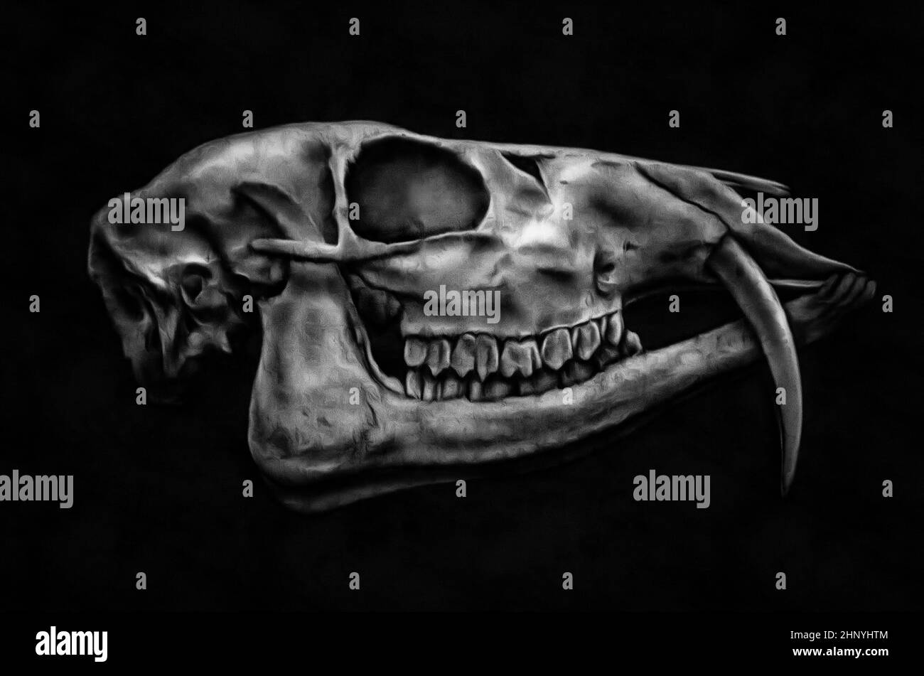 Skull of the musk deer (lat. Moschus) - genus of cloven-hoofed mammals ...