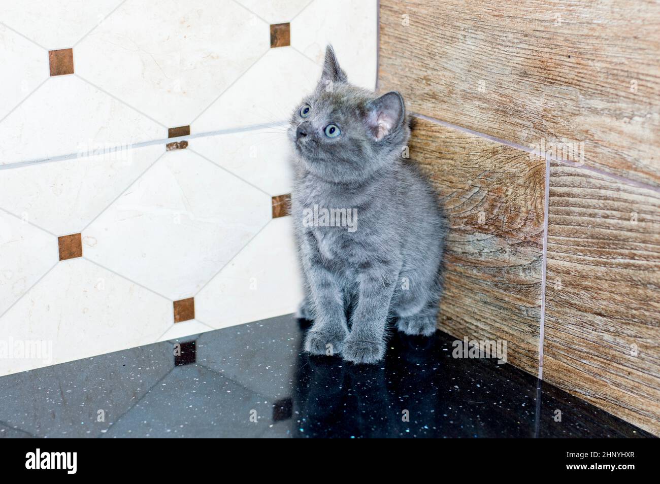 scottish - British kitten on the kitchen countertop, the theme of ...
