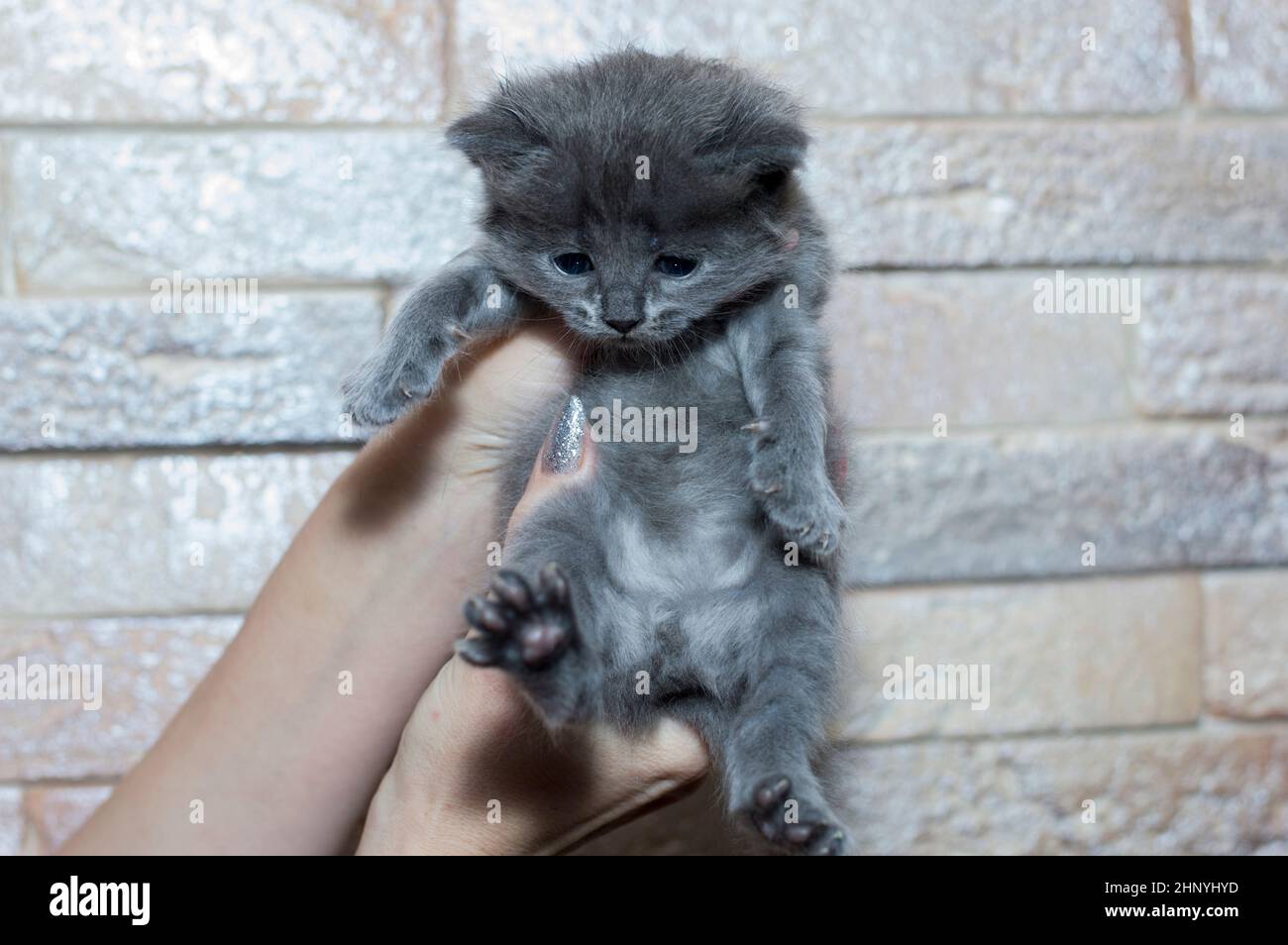 blue kitten on the background of a brick wall, the theme of domestic ...